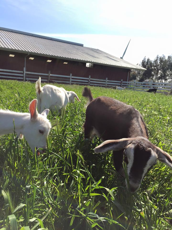 Our Story - Sky Hill Farms in Napa, CA