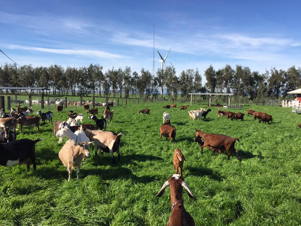 Our Story - Sky Hill Farms in Napa, CA