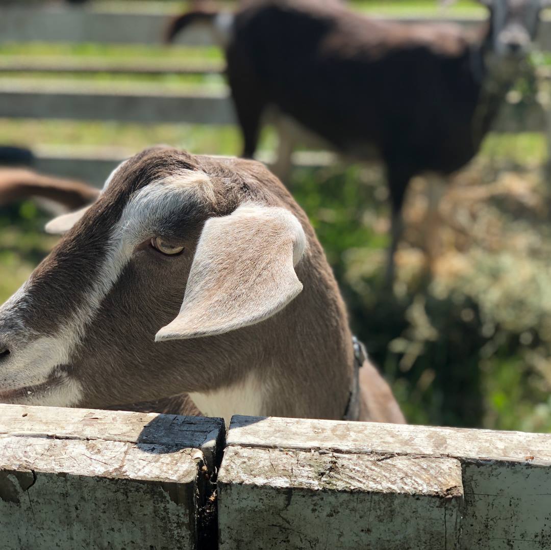 Our Story - Sky Hill Farms in Napa, CA