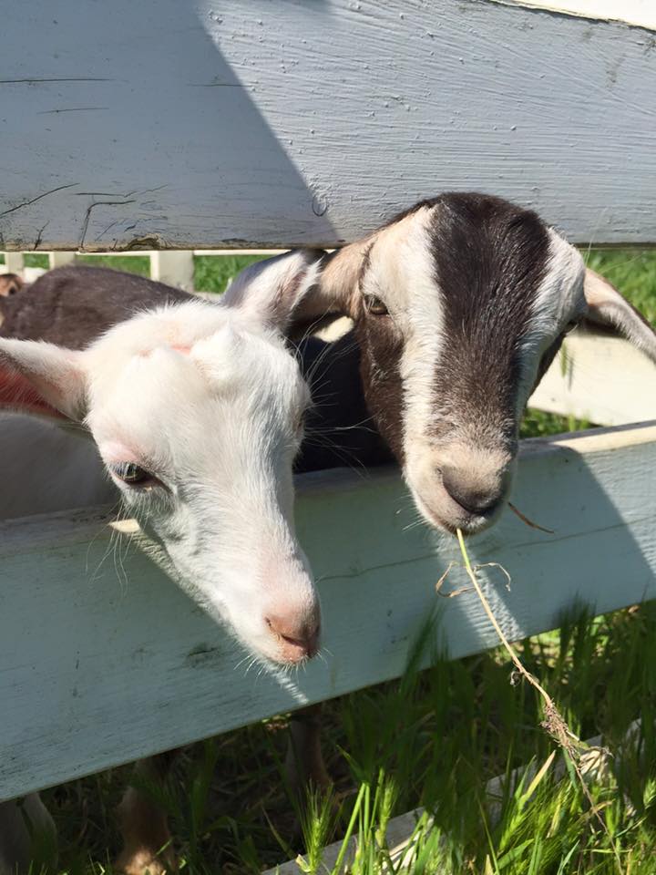 Our Story - Sky Hill Farms in Napa, CA