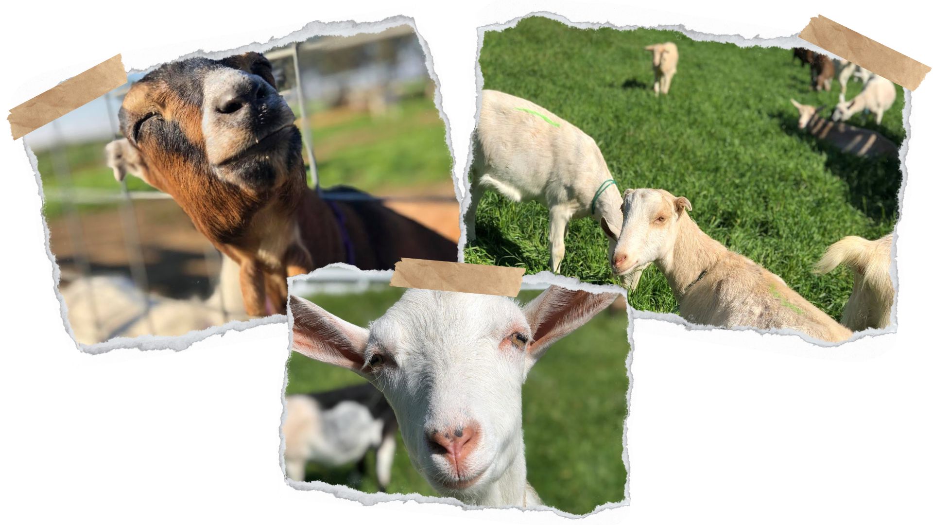 Our Story - Sky Hill Farms in Napa, CA